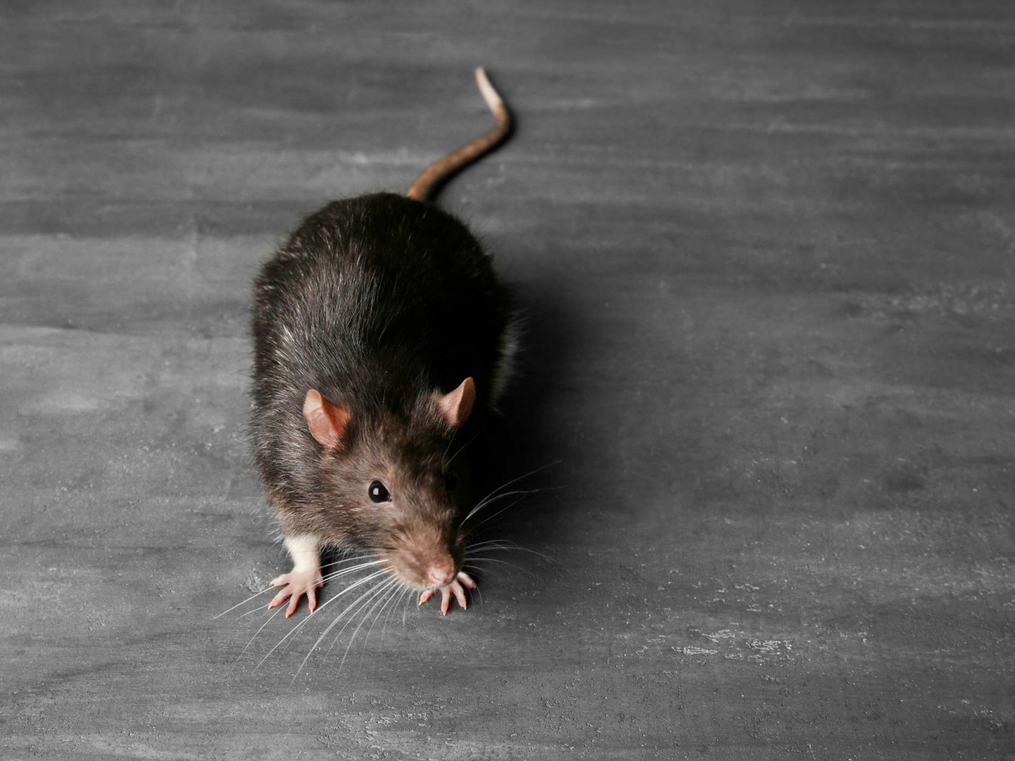 Rodent Damage Cleanup Services | Concord & Redwood City, CA | The ...